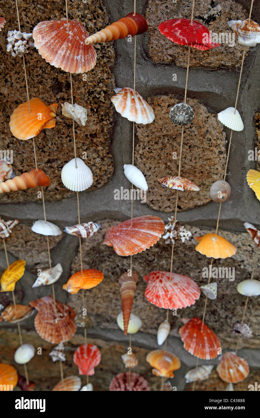 seashell ocean sea shells spiral star fish animals Stock Photo - Alamy