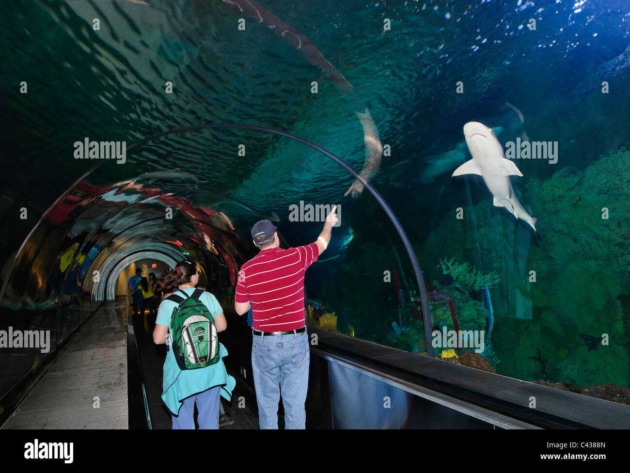 The very popular Shark Encounter exhibit at SeaWorld Stock Photo - Alamy
