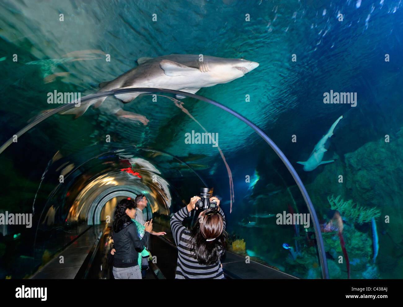 The very popular Shark Encounter exhibit at SeaWorld Stock Photo - Alamy