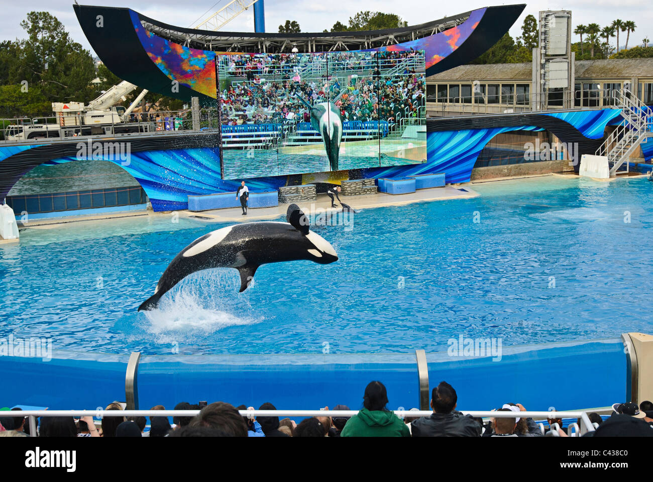 Killer whales hi-res stock photography and images - Alamy