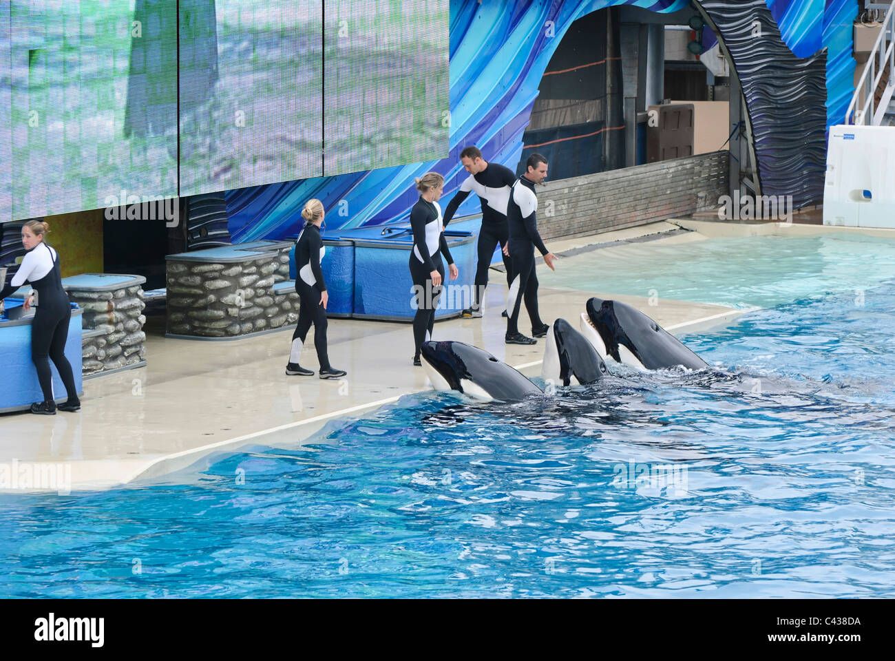 Killer whales perform in Shamu stadium at SeaWorld Stock Photo - Alamy
