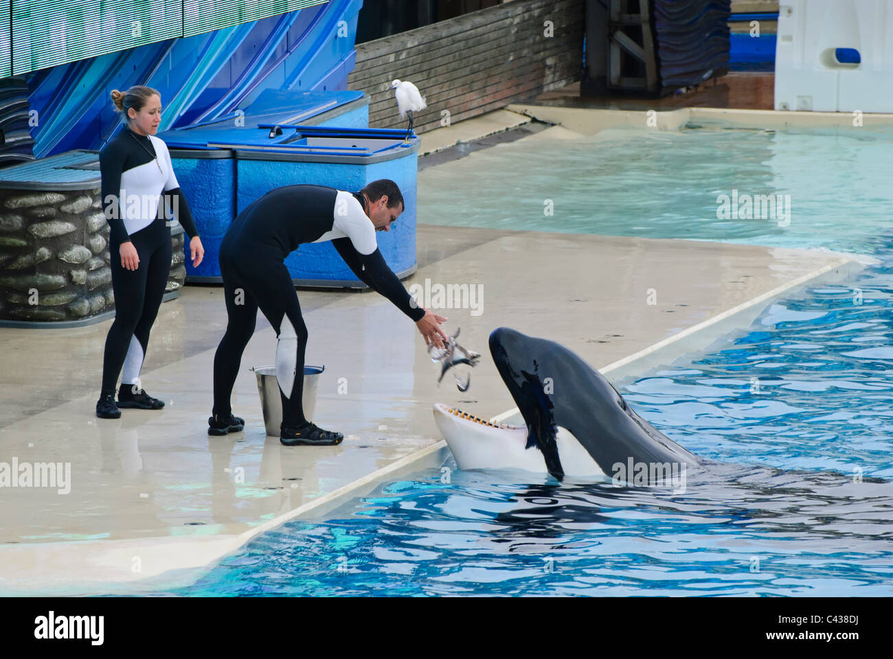 Killer whales perform in Shamu stadium at SeaWorld Stock Photo - Alamy