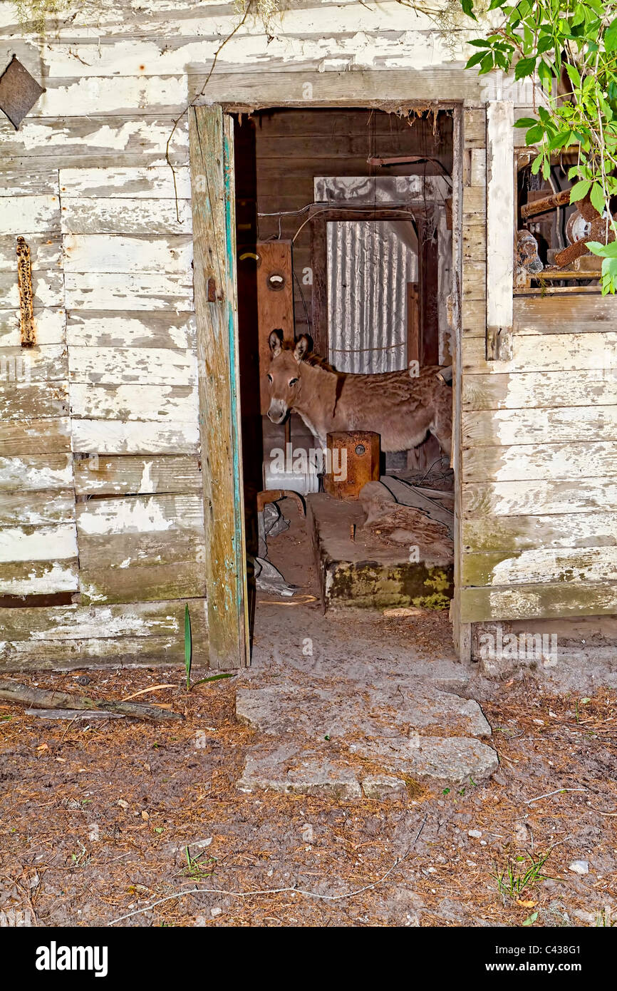 Animal agriculture 1900s High Resolution Stock Photography and Images ...