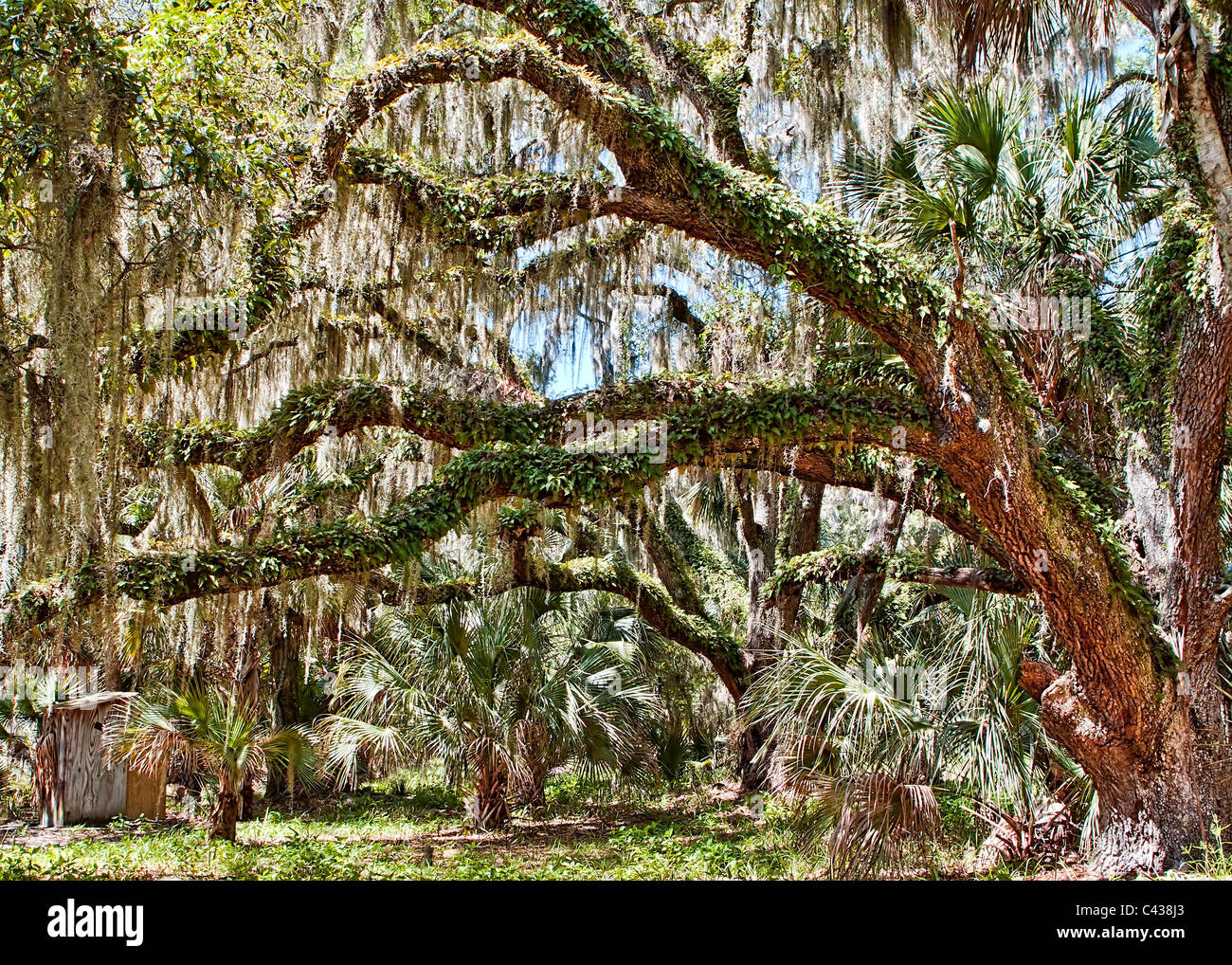 Oak tree with the resurrection fern in full foliage ...