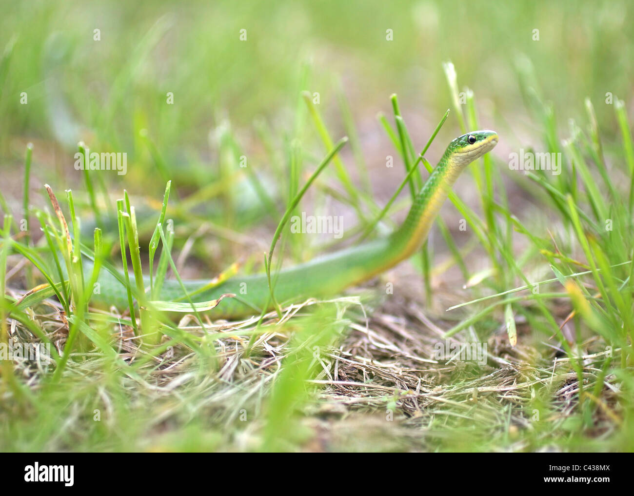 Opheodrys vernalis Smooth Green Snake Huntin in Grass Stock Photo - Alamy