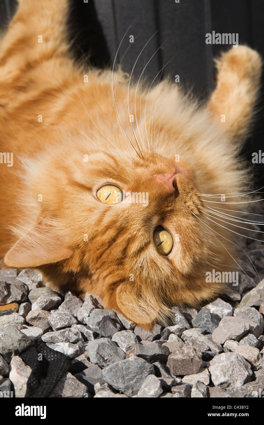 domestic long haired ginger cat Stock Photo - Alamy