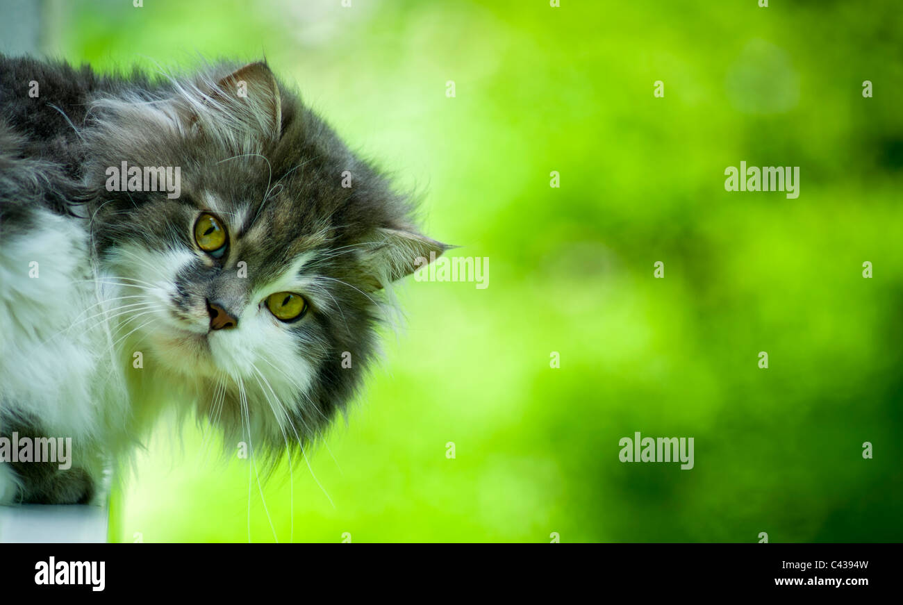 Cat's head - looking at camera Stock Photo - Alamy