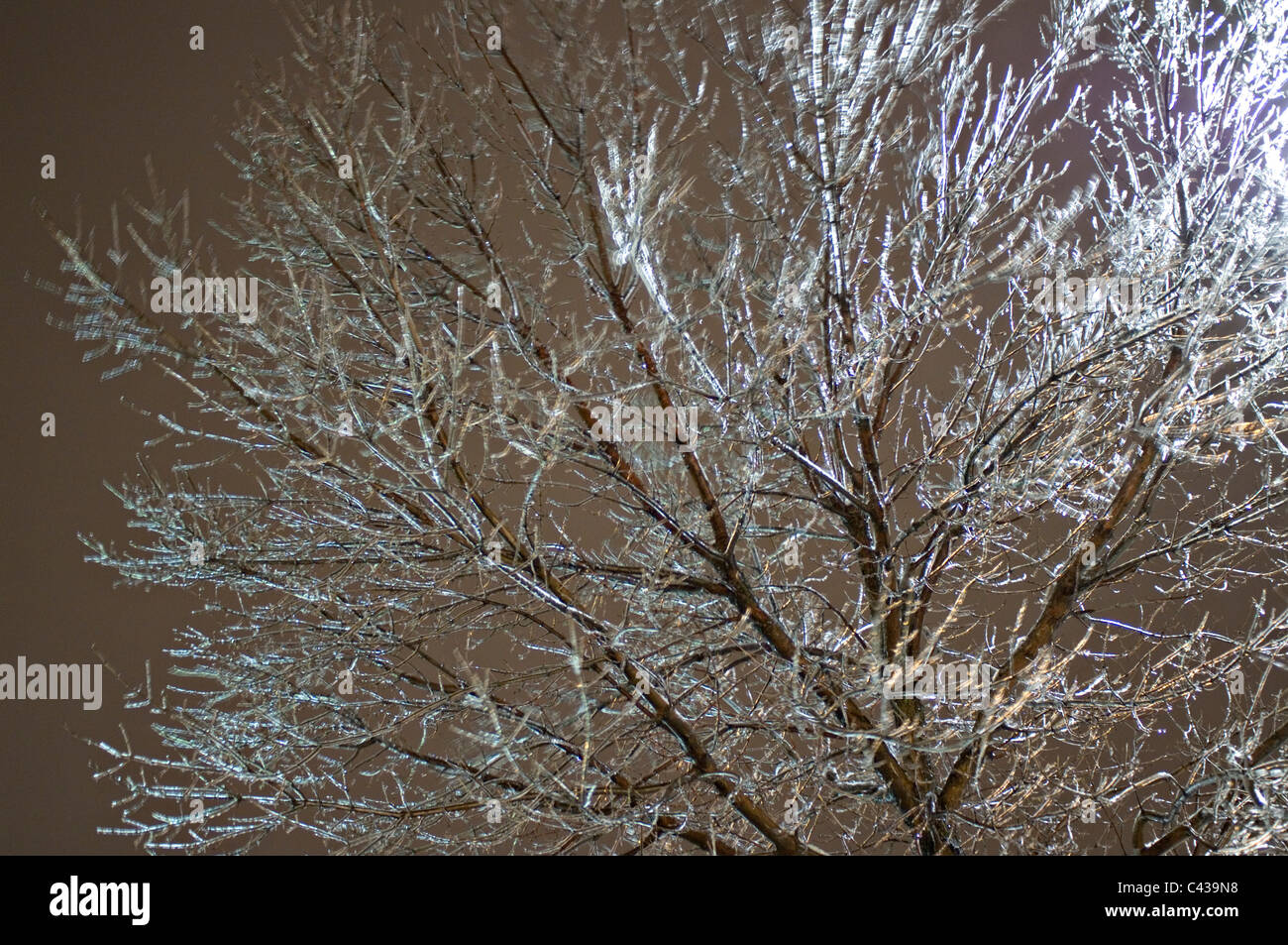 scary frozen ice tree in winter at night Stock Photo - Alamy