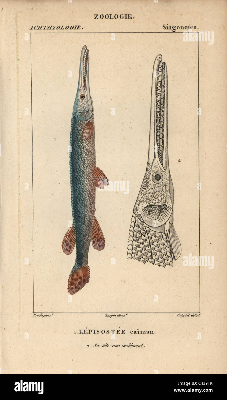 Cuban gar fish hi-res stock photography and images - Alamy