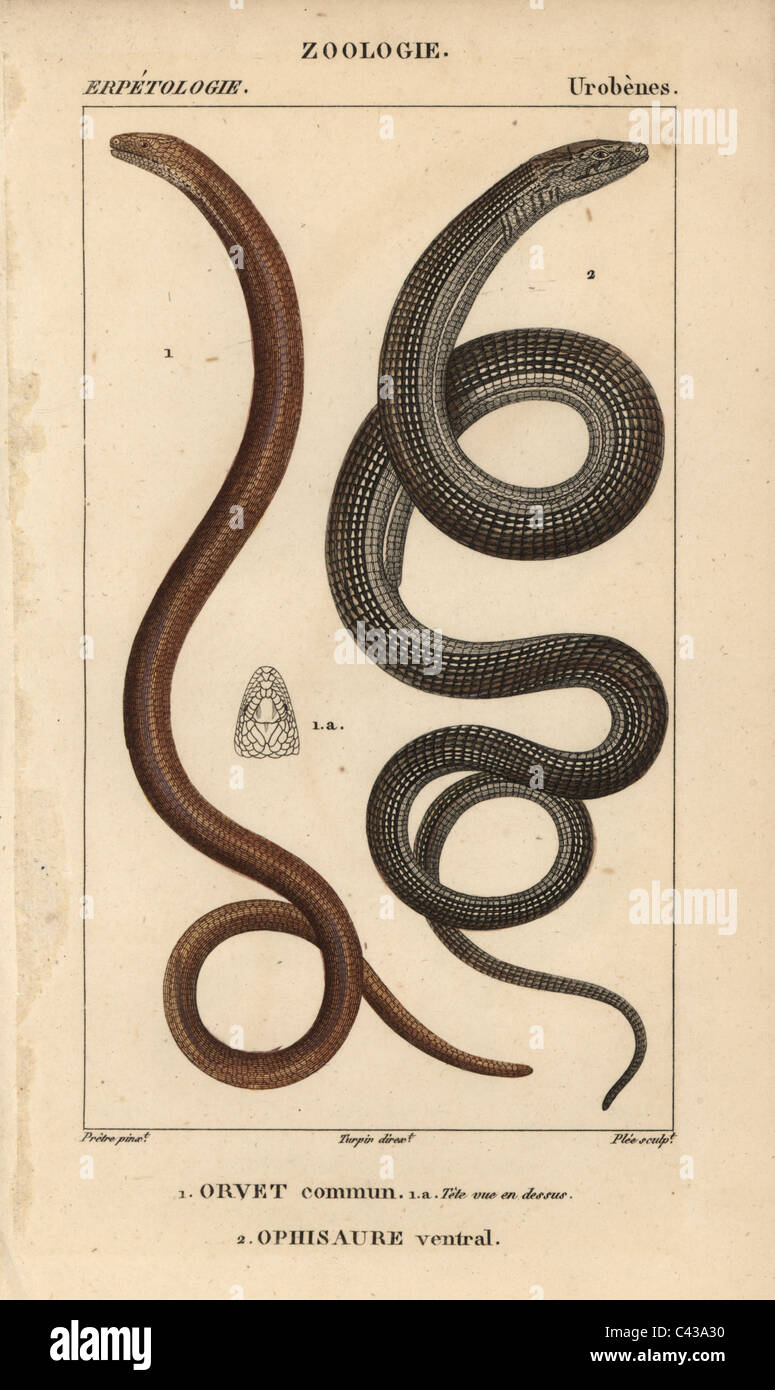 Slow worm and Eastern glass lizard Stock Photo - Alamy