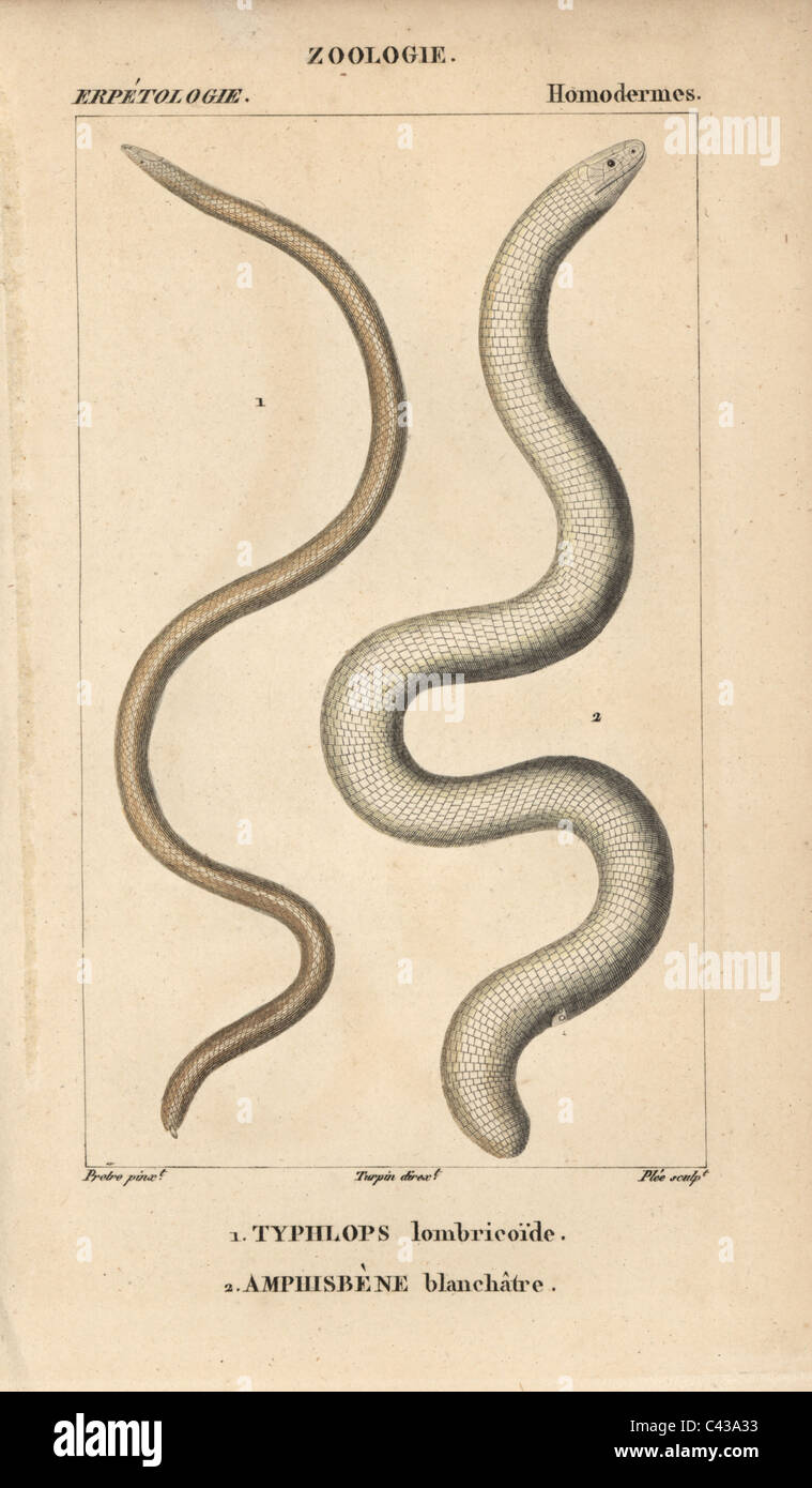 Caecilian or caecilians hi-res stock photography and images - Alamy