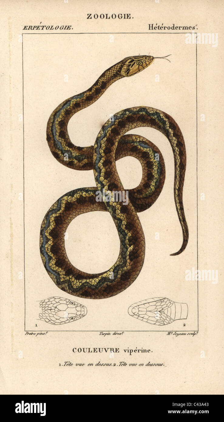 Viperine water snake Stock Photo - Alamy