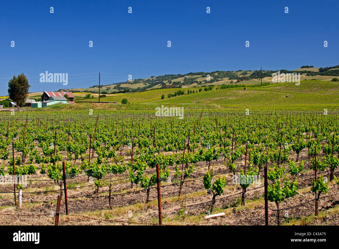 Petaluma vineyard hi-res stock photography and images - Alamy