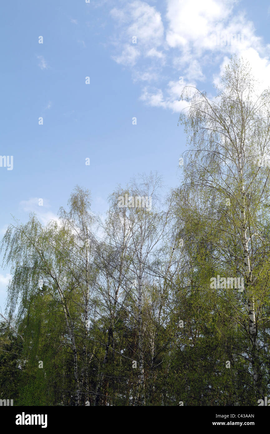 Trees against the sky in the spring, Moscow Region, Russia Stock Photo ...