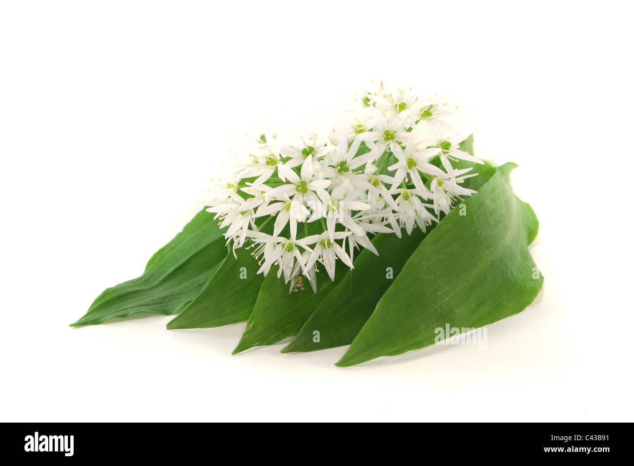 fresh Wild garlic with flowers on a white background Stock Photo - Alamy
