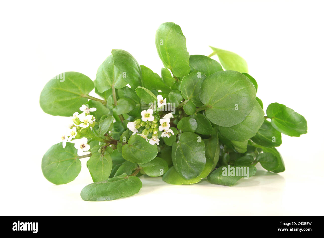 Watercress Sprig High Resolution Stock Photography and Images - Alamy