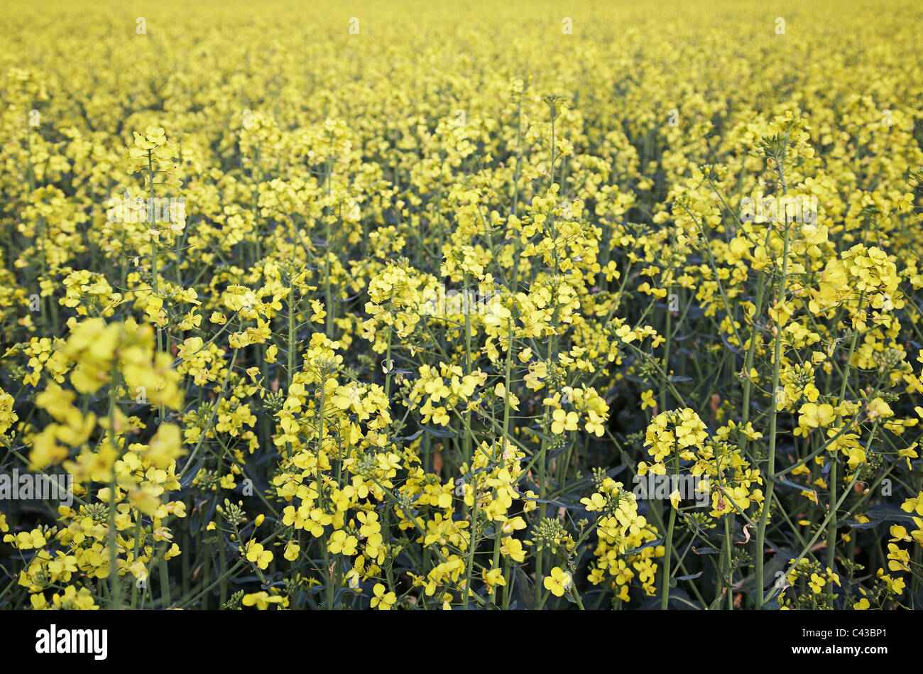 A field full of Rapeseed flowers Stock Photo - Alamy