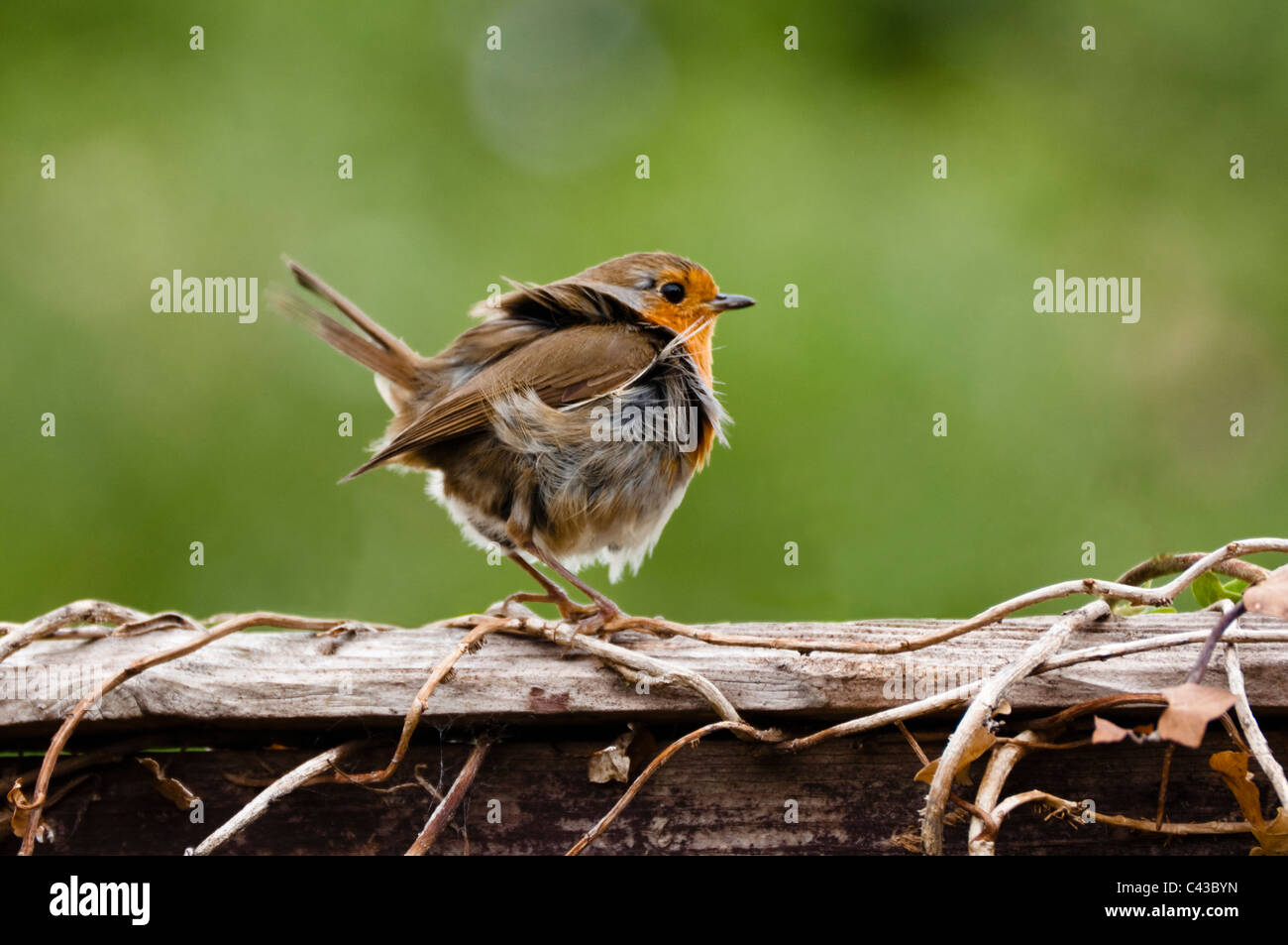 Robin with ruffled feathers, perched on a garden fence. UK Stock Photo ...