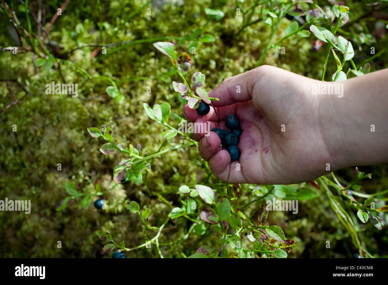 Hand picking blueberries Stock Photo - Alamy
