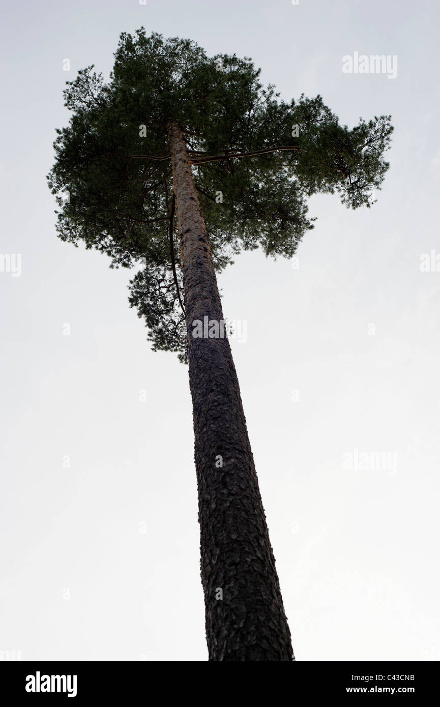 Tree with a long trunk Stock Photo - Alamy
