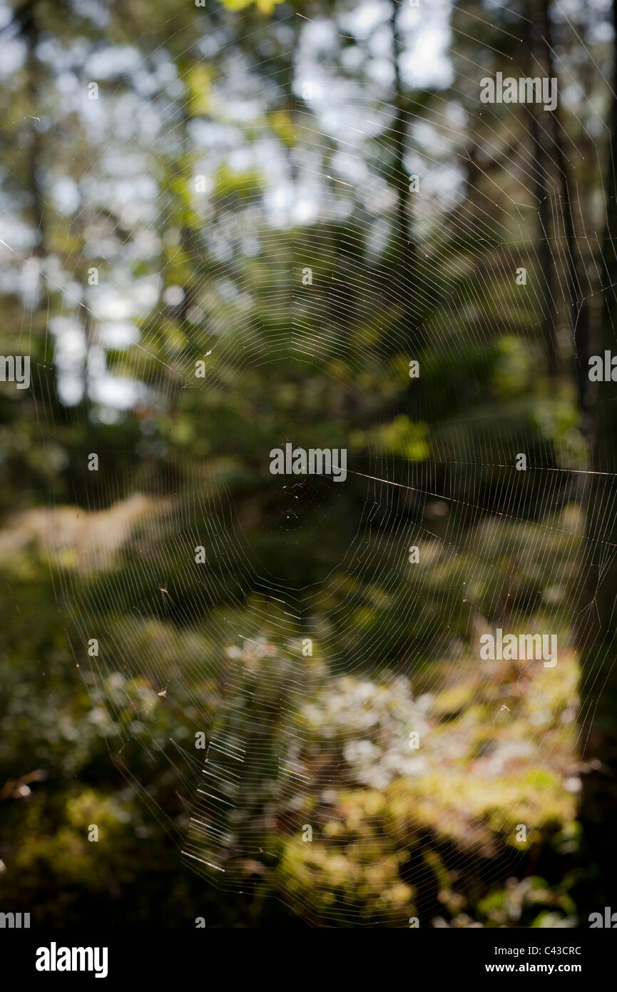 Cobweb in forest Stock Photo - Alamy