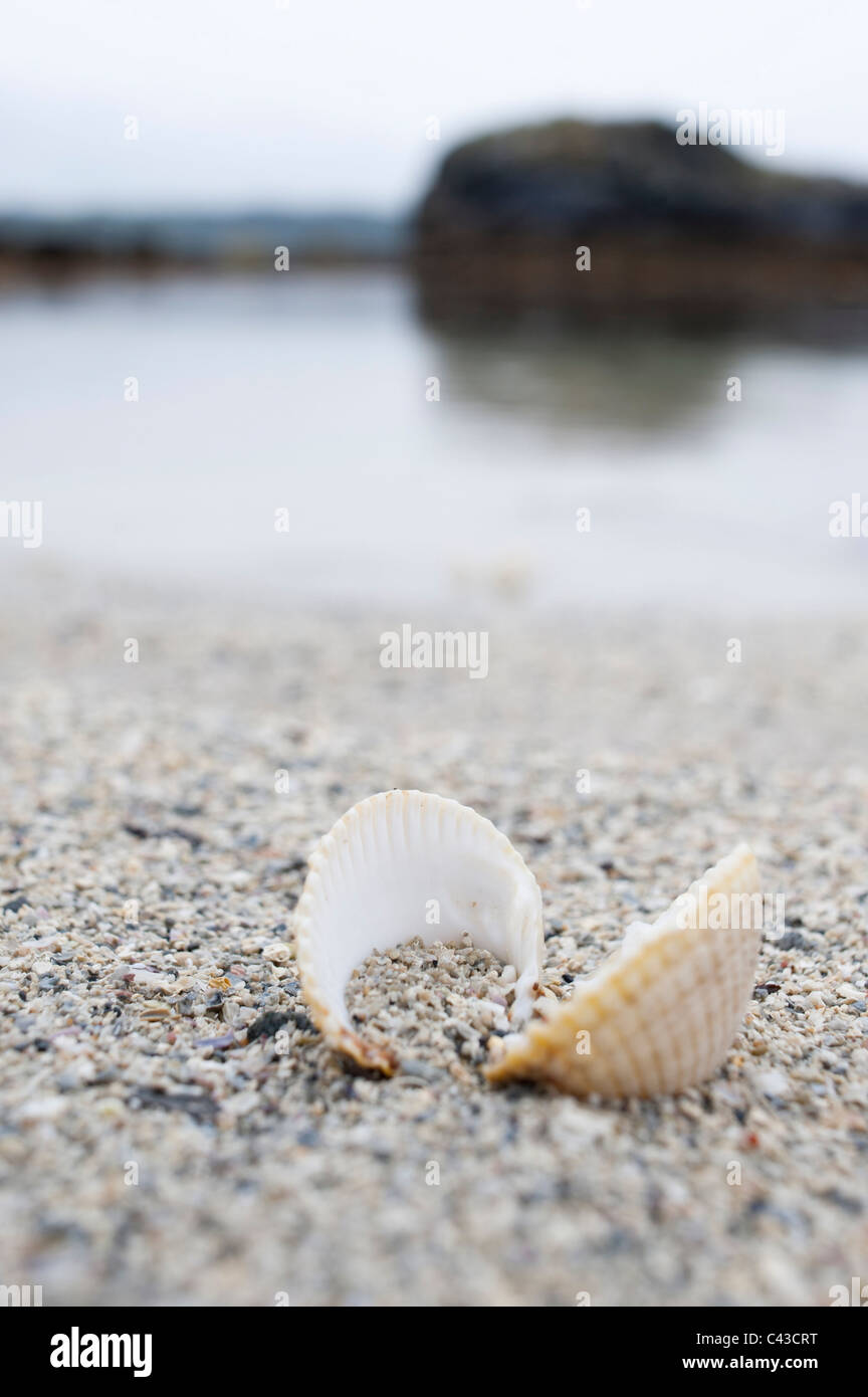 Clam on beach Stock Photo - Alamy