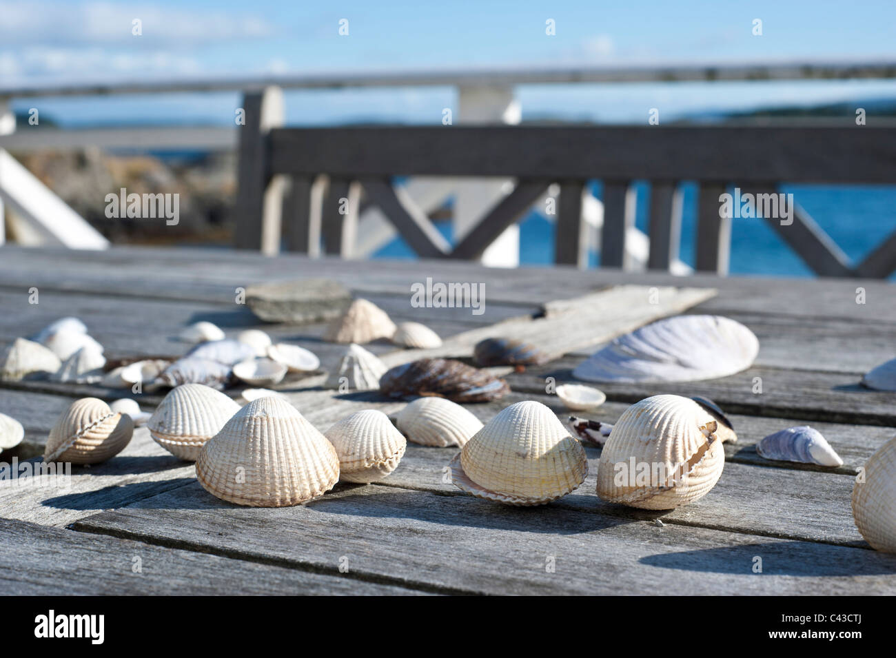 Shells on porch table Stock Photo - Alamy
