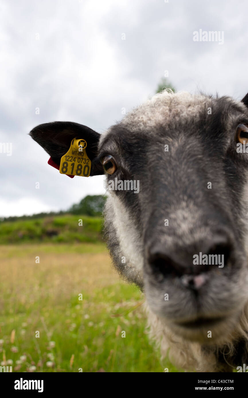 Sheep ear marking hi-res stock photography and images - Alamy