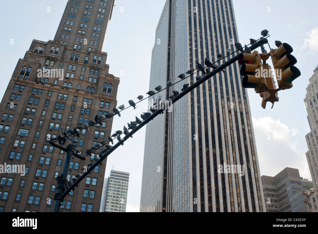 Birds on wire, Manhattan, New York Stock Photo - Alamy