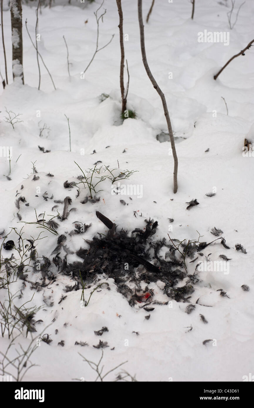 Feathers from a dead bird on snow Stock Photo - Alamy