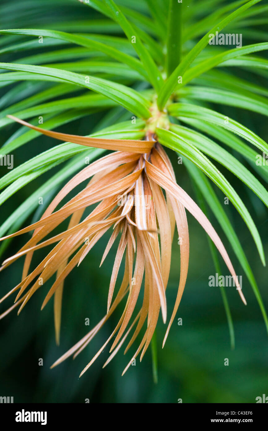 Cunninghamia lanceolata Evergreen coniferous tree Close Up Stock Photo ...