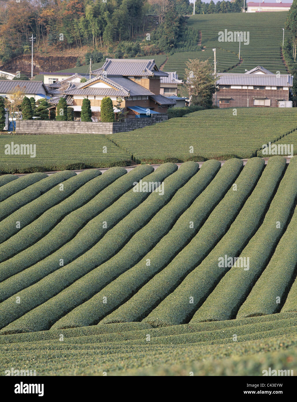Asia, Fields, Fuji, Holiday, Honshu, Japan, Landmark, Tea, Tourism ...
