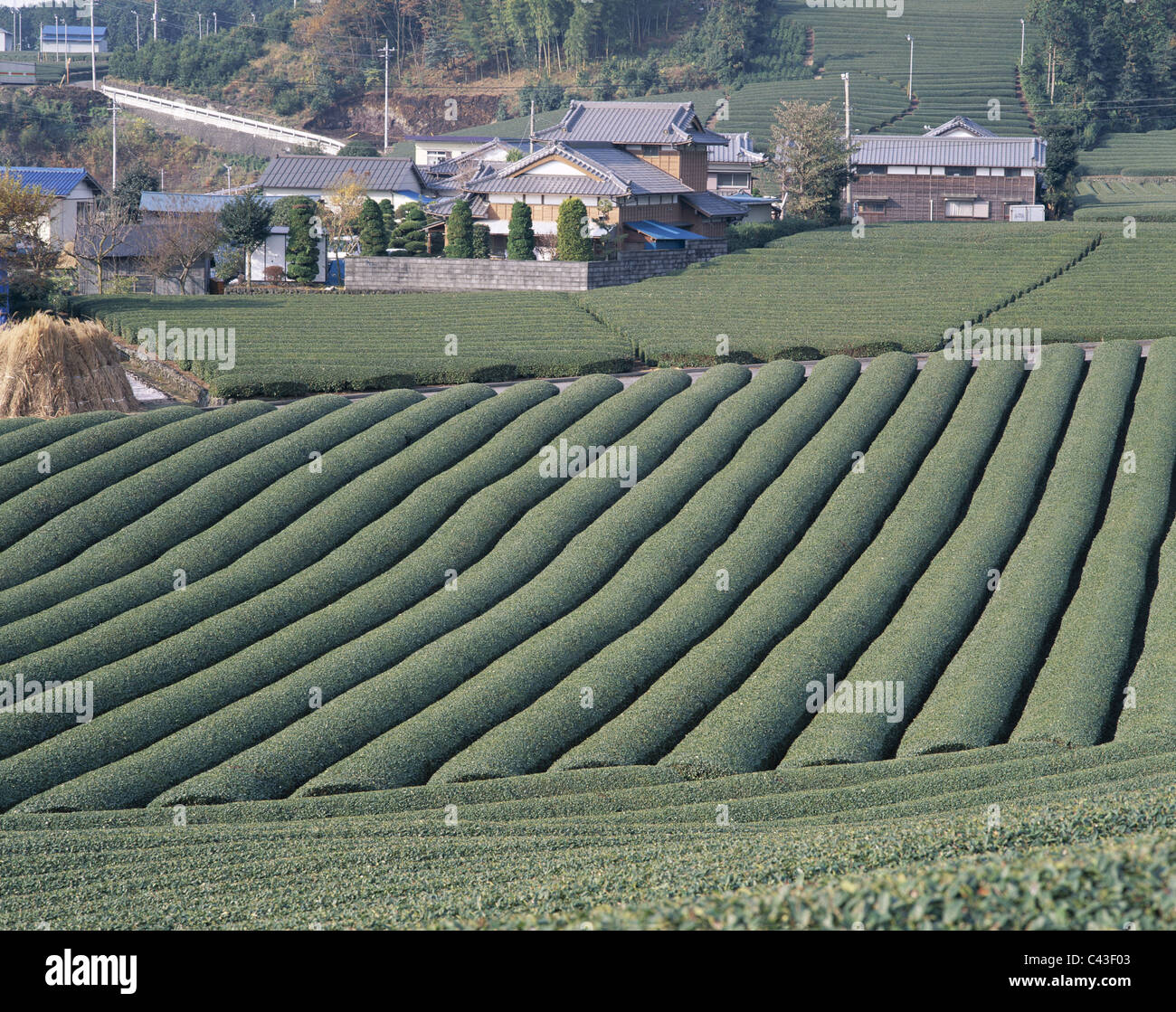Asia, Fields, Fuji, Holiday, Honshu, Japan, Landmark, Tea, Tourism ...