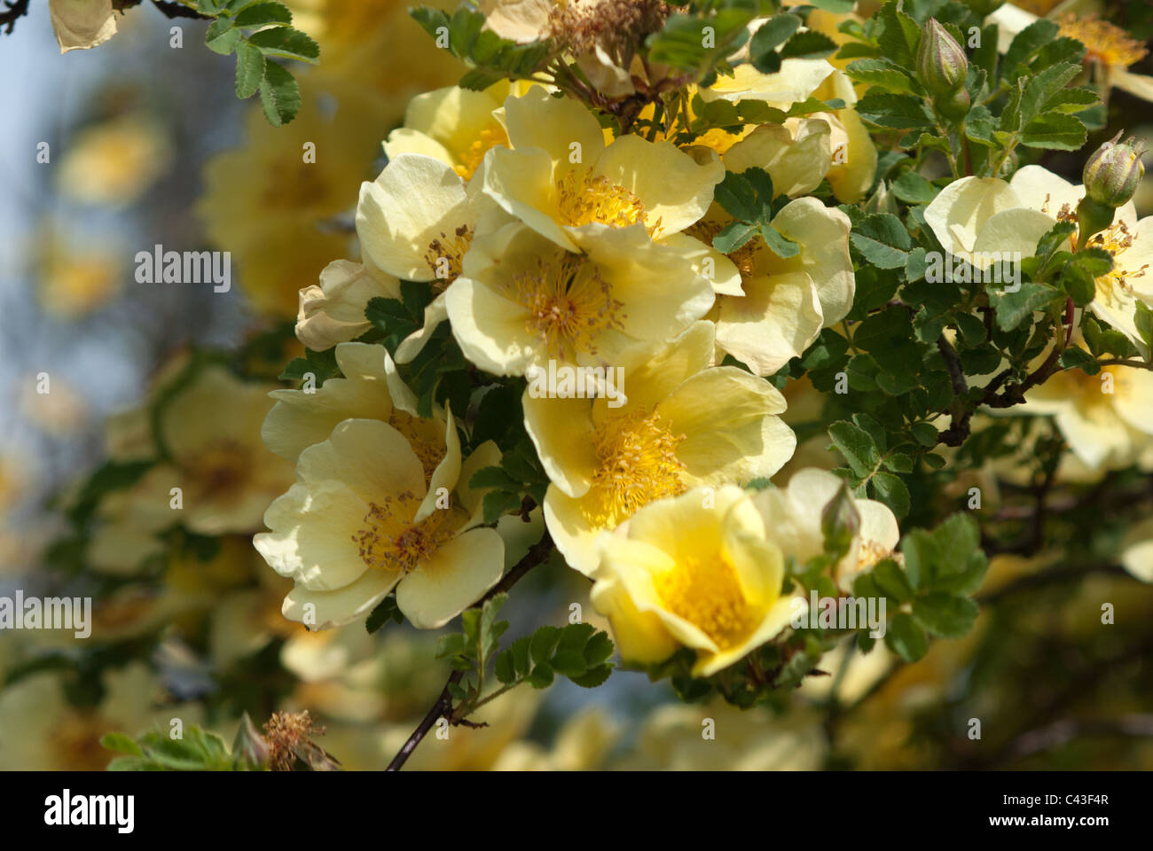 Rose bird hi-res stock photography and images - Alamy
