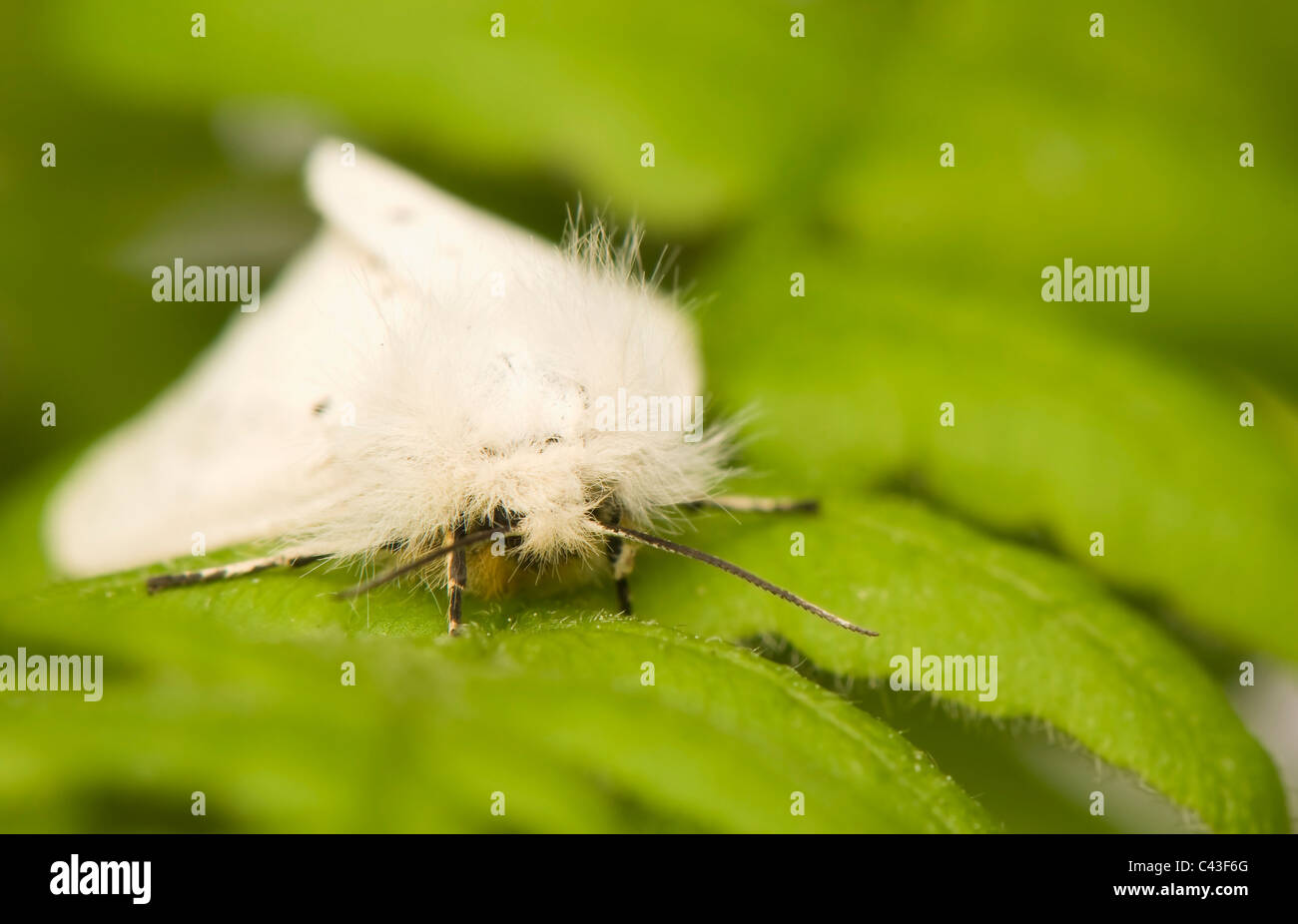 Diaphora hi-res stock photography and images - Alamy