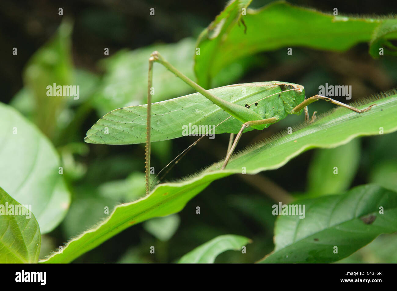 grasshopper in Mulu National Park, Sarawak, Borneo, Malaysia Stock ...