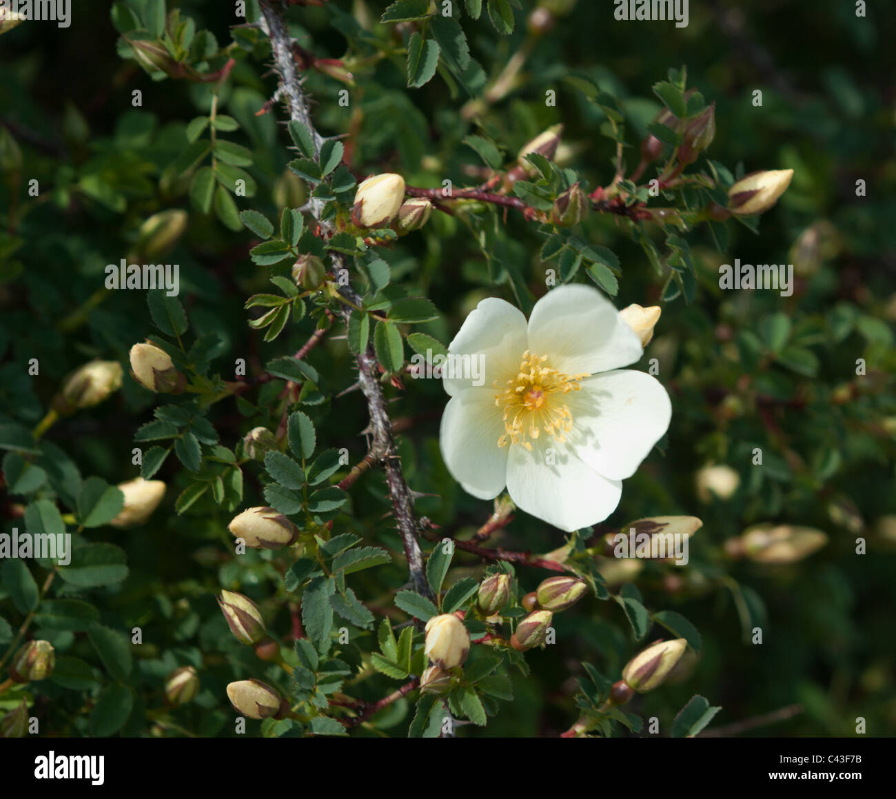 Procumbent rose hi-res stock photography and images - Alamy