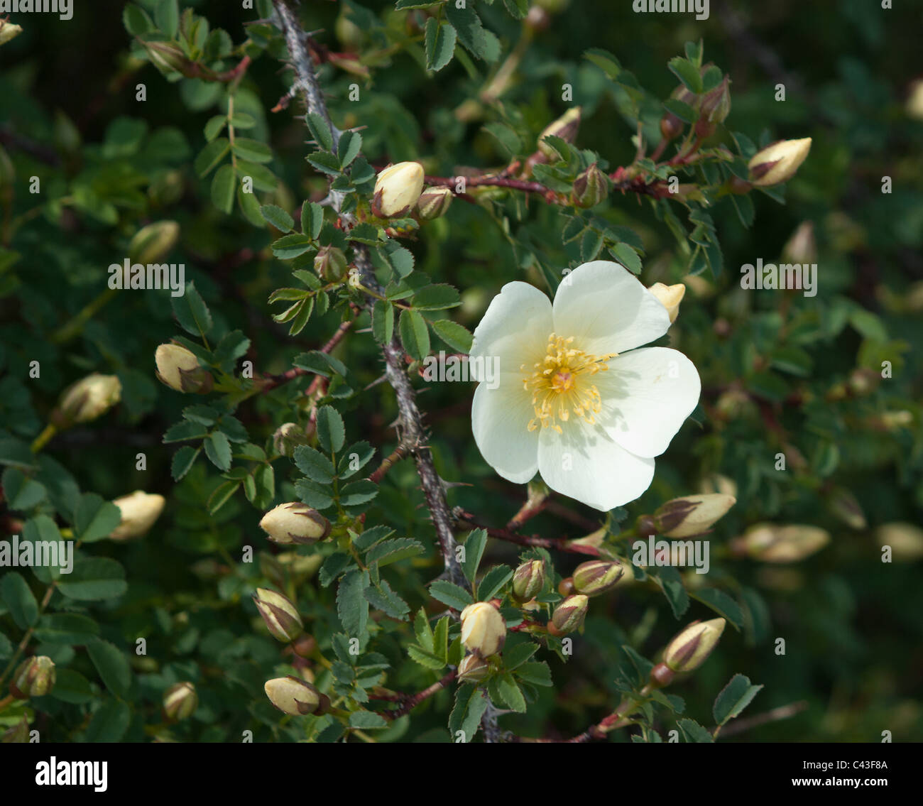 Procumbent rose hi-res stock photography and images - Alamy