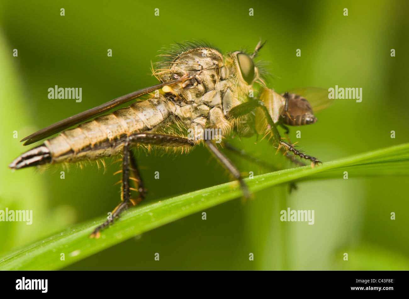Raptorial legs hi-res stock photography and images - Alamy