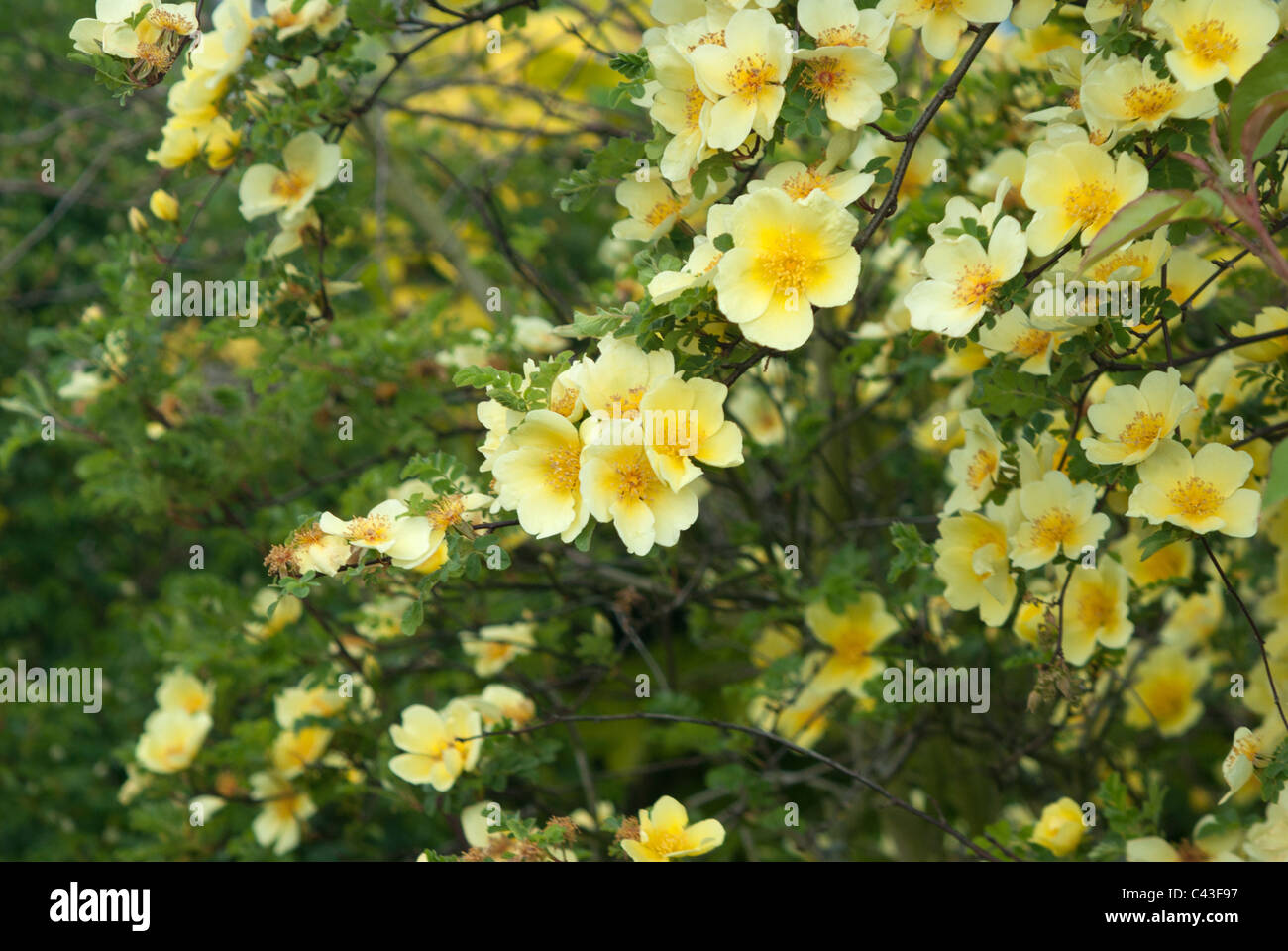 Rose bird hi-res stock photography and images - Alamy