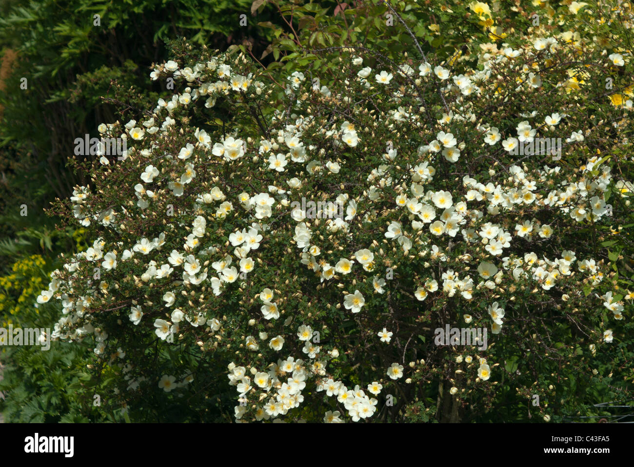 Procumbent rose hi-res stock photography and images - Alamy