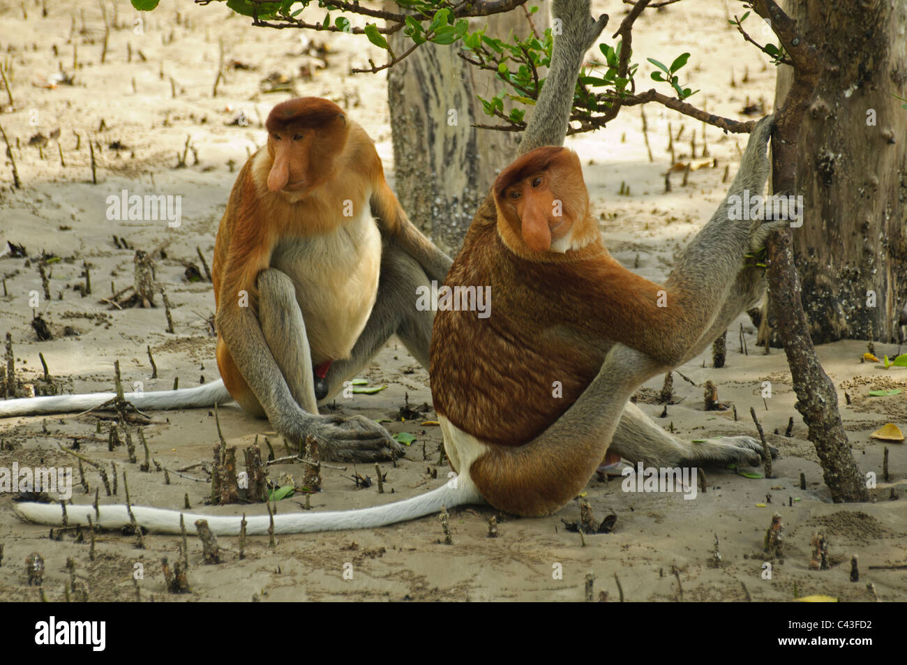 Proboscis monkeys ( Nasalis Larvatus) in Bako National Park in Sarawak ...