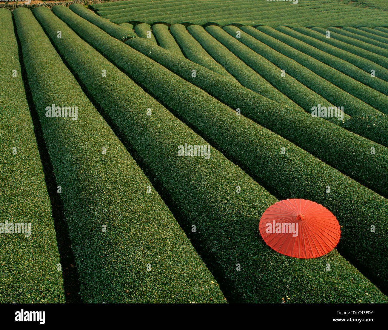 Asia, Fields, Fuji, Holiday, Honshu, Japan, Landmark, Tea, Tourism ...