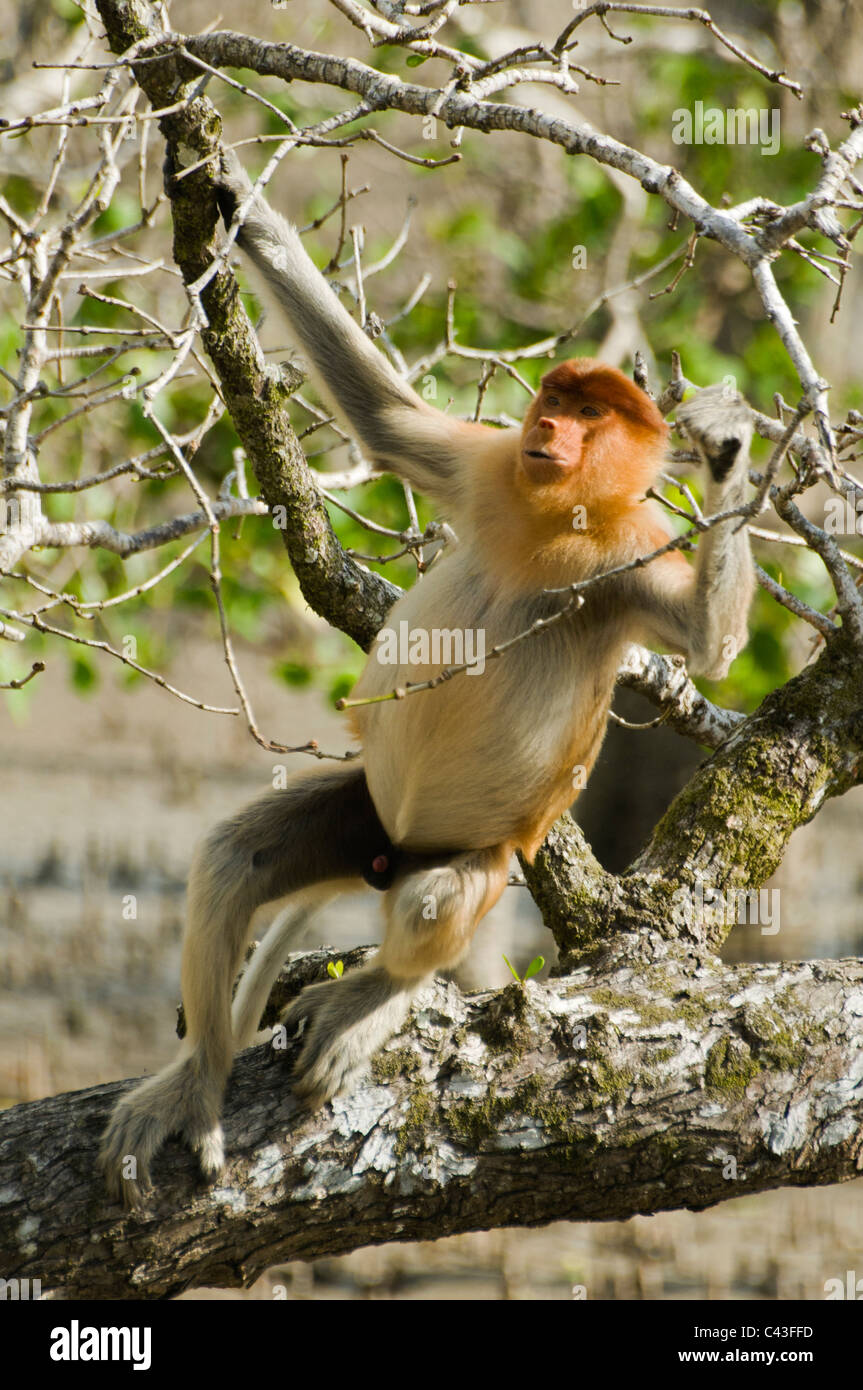 Proboscis monkey ( Nasalis Larvatus) in Bako National Park in Sarawak ...