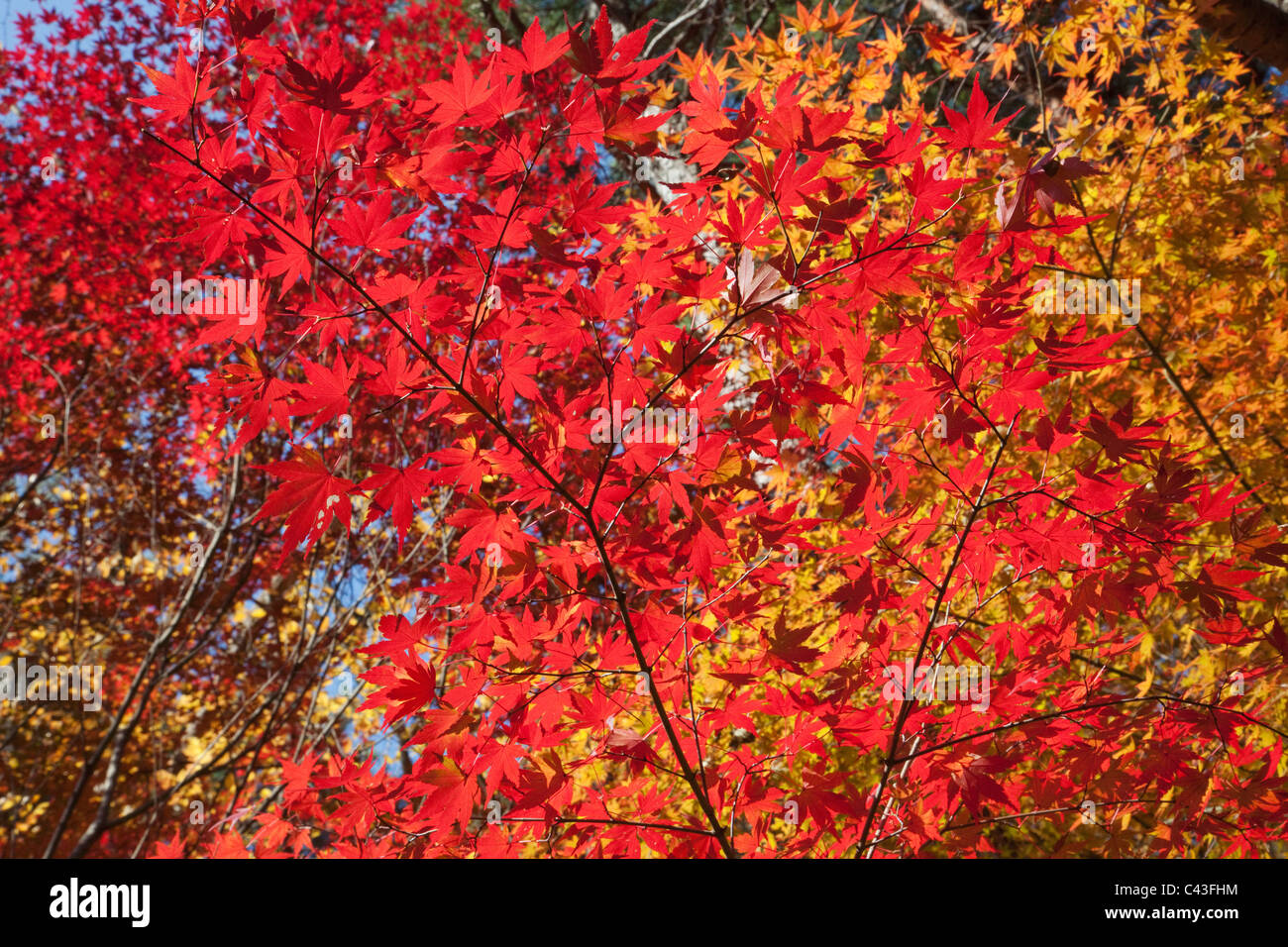 Asia, Korea, Gyeongju, Kyongju, Gyeongju National Park, Autumn, Fall ...