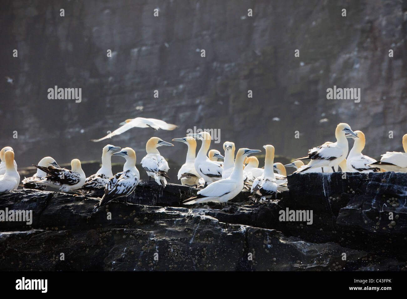 Noup of Noss, Shetland Islands, Scotland, UK. Gannets (Morus bassanus ...