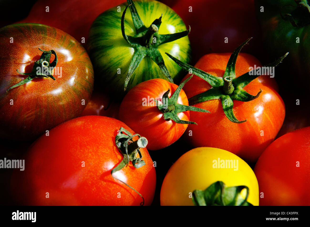 A selection of hand picked colourful organic tomatoes from the farmers ...