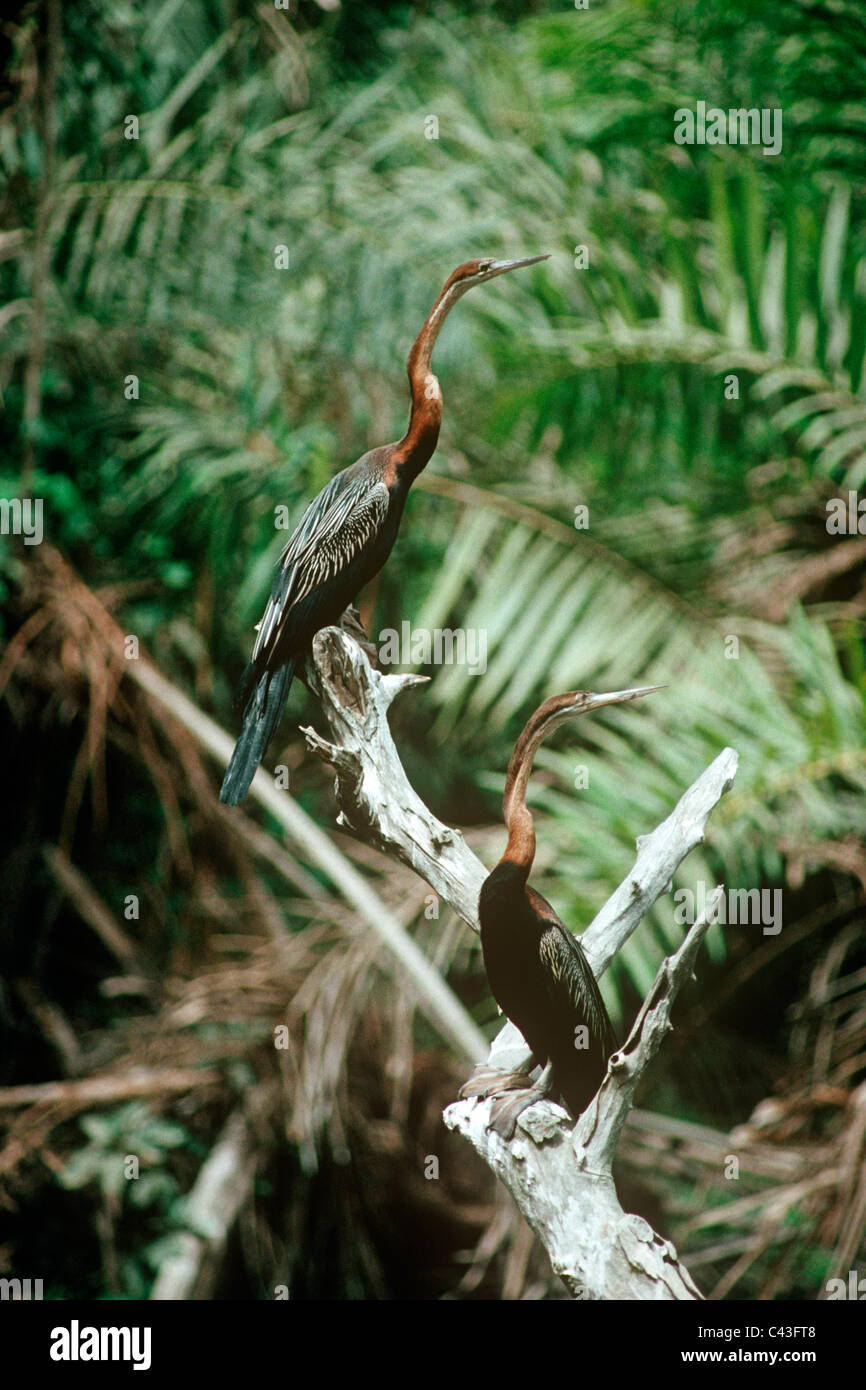 African Darter / snakebird (Anhinga rufa: Anhingidae) sitting in full ...