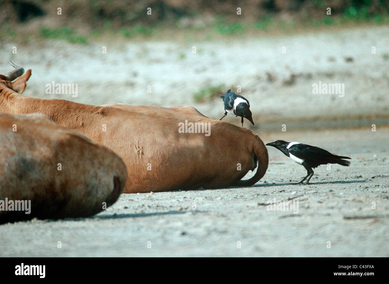 Pied crows (Corvus albus: Corvidae) pecking parasites from a zebu cow ...