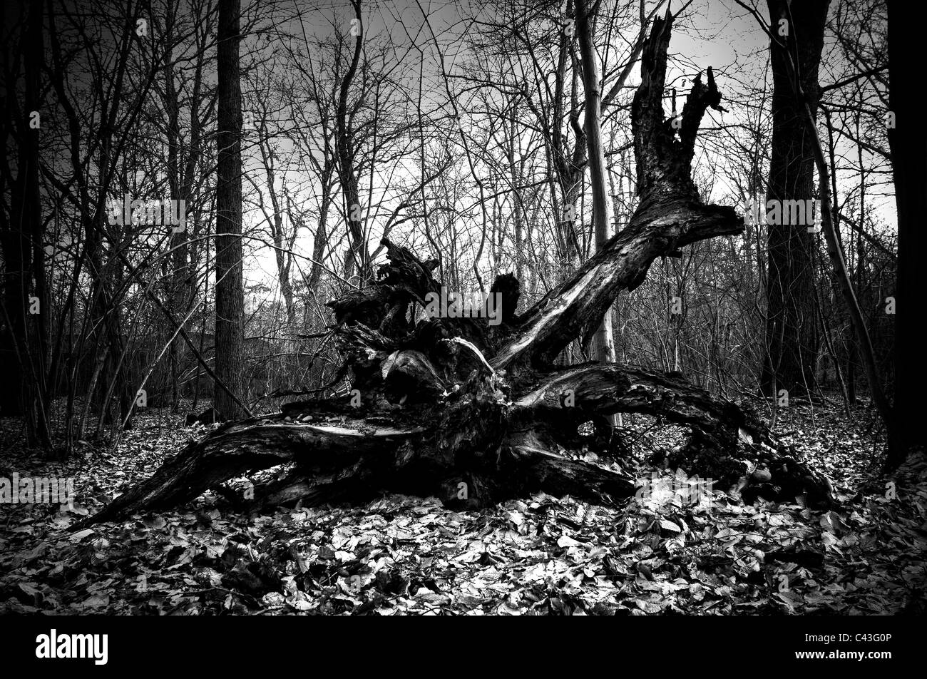 Forest dead tree hi-res stock photography and images - Alamy